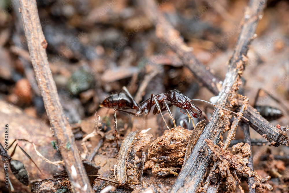 Odontomachus trap jaw ant in Queensland rainforest Stock Photo | Adobe ...