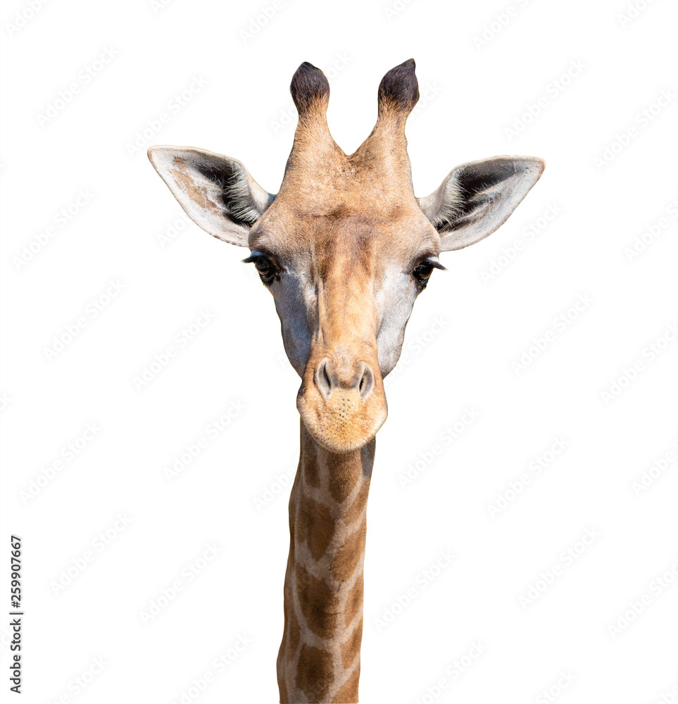 Giraffe Face