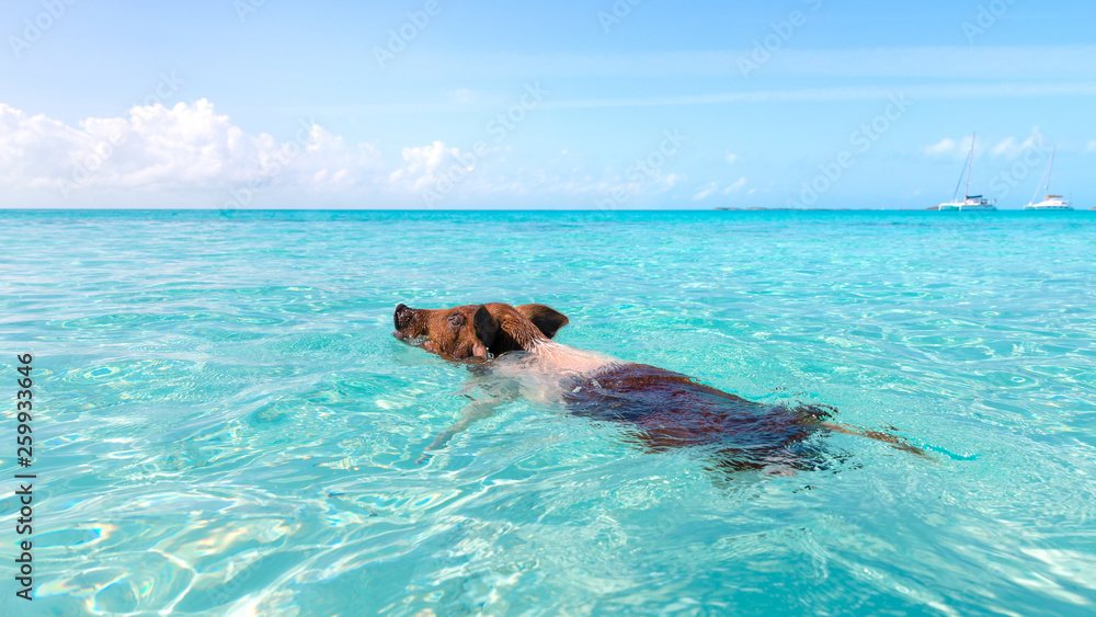 How Do You Get A Dog License In The Bahamas