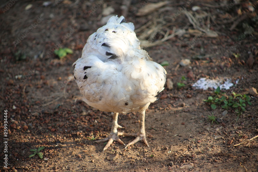 Headless chicken Stock Photo | Adobe Stock