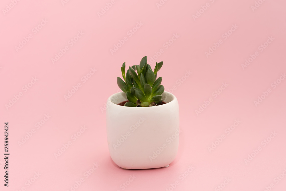 Little succulent plant in a white pot on a pink background. Design ...