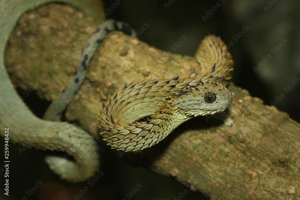 Rough-scaled bush viper, also known as spiny or hairy bush viper in its ...