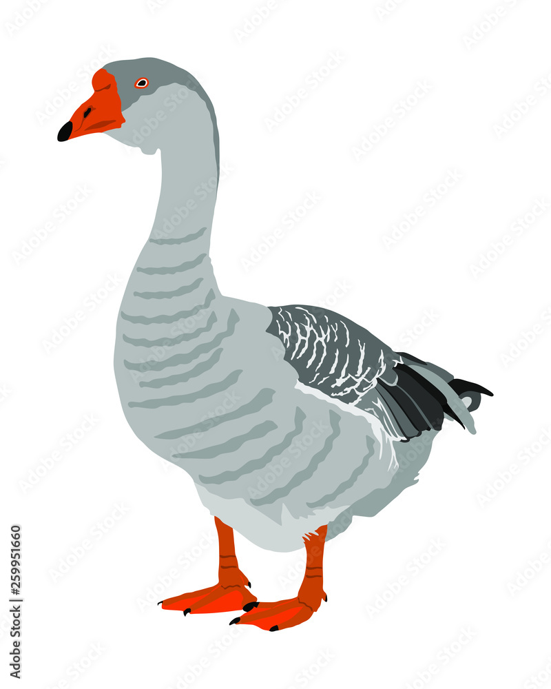 Grey Chinese Goose vector illustration isolated on white background ...