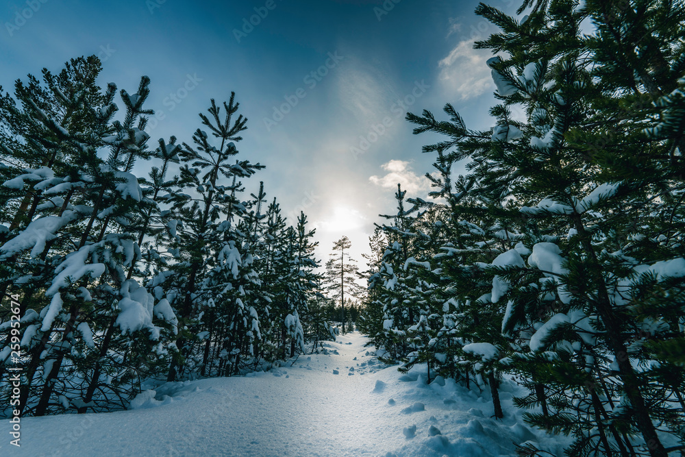 Pine Trees Snow At Night