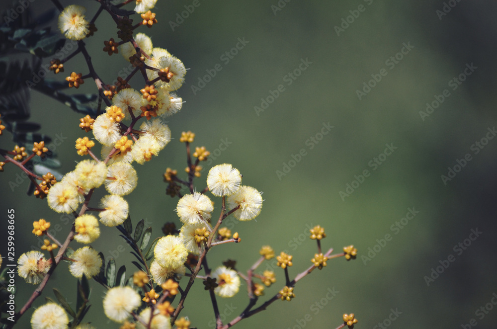 Yellow flowers and buds of the Australian native Sunshine Wattle ...
