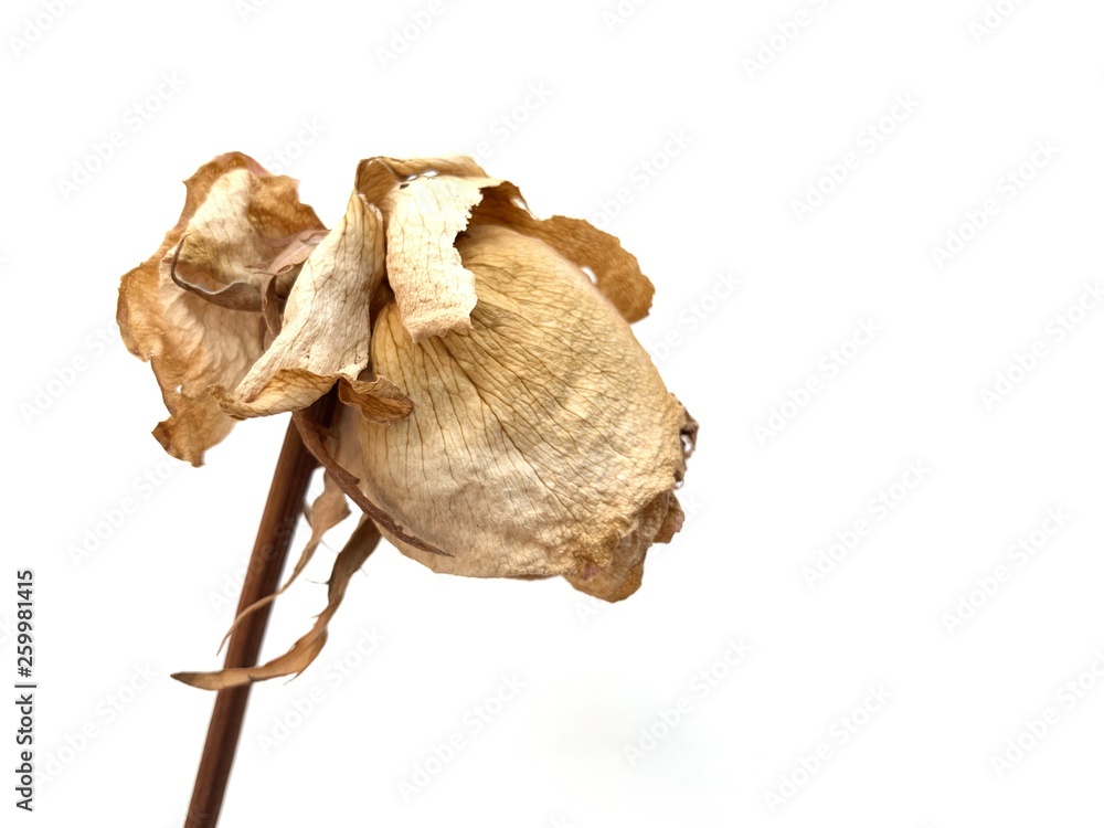 Flor marchita de perfil sobre fondo blanco foto de Stock | Adobe Stock