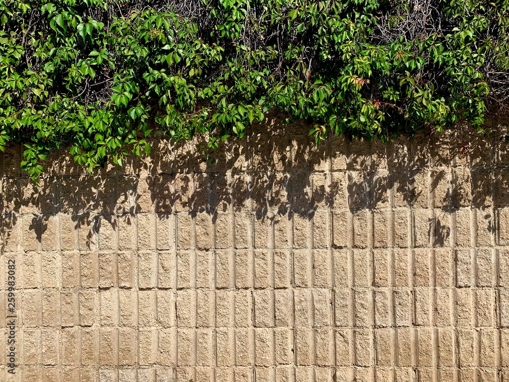 Fondo y textura de una pared de blocks rústico y enredaderas colgantes ...