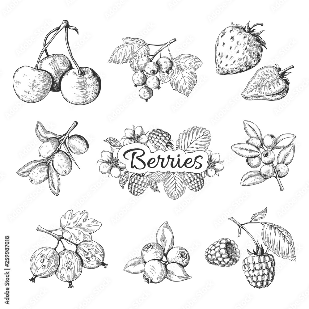 Hand drawn berries. Cherry blueberry strawberry blackberry vintage ...