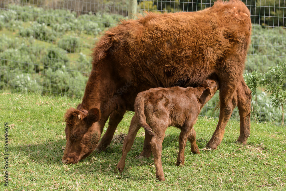 Red Dexter Cow, considered a rare breed, with calf drinking from her as ...