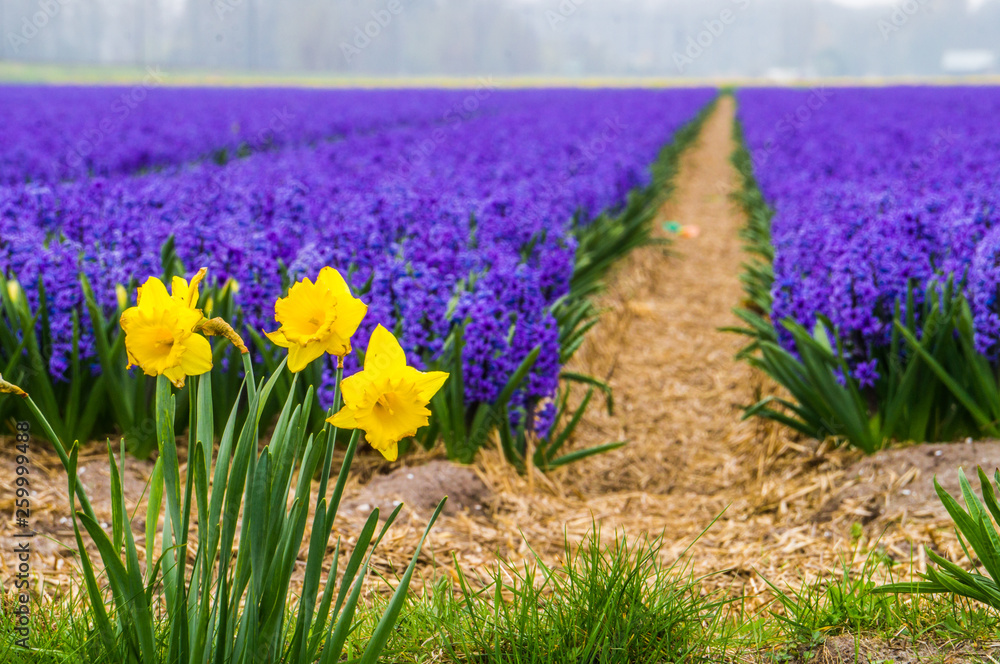 3 three lonely standing bright yellow daffodils in focus with violet ...
