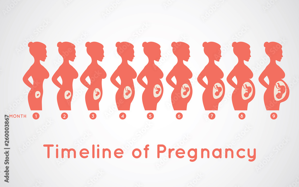 Timeline of Pregnancy infographic icon design, medical vector ...