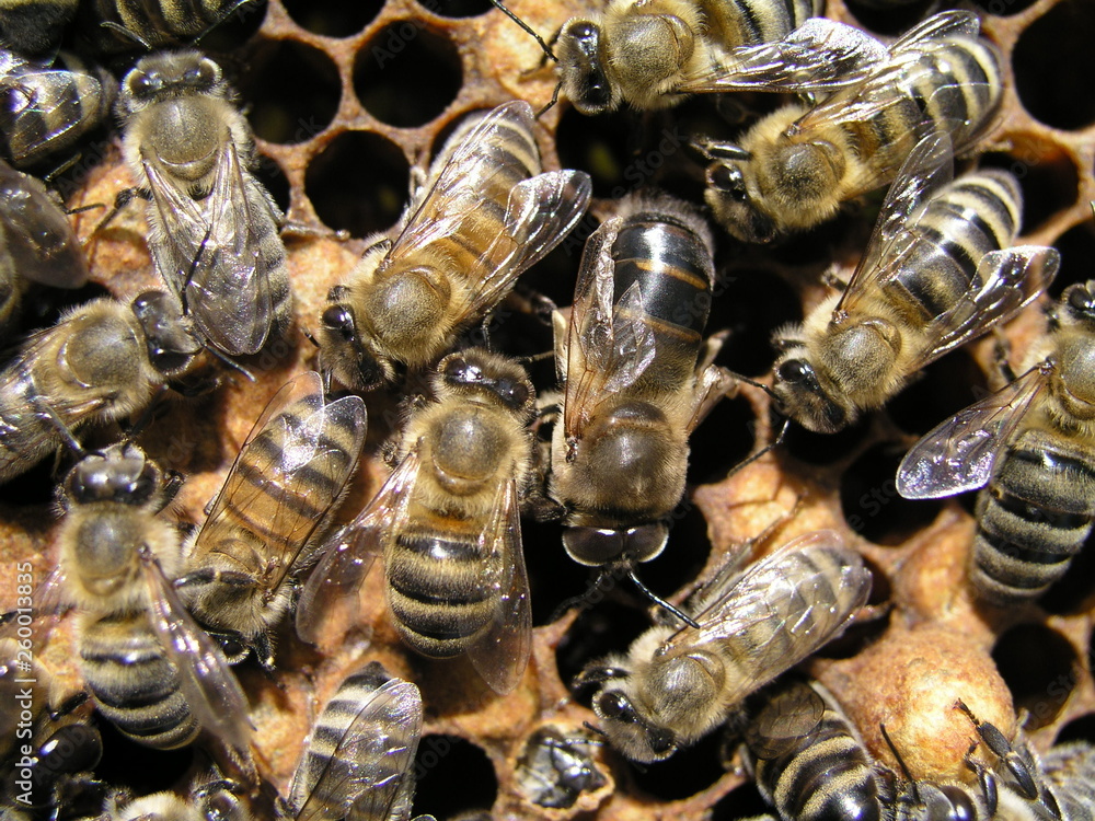 A dense cluster of swarms of bees in the nest. Working bees, drones and ...
