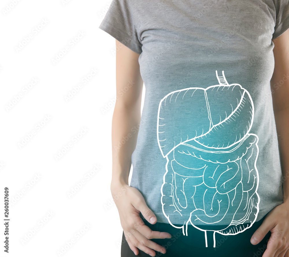 highlighted internal organs on healthy body Stock Photo | Adobe Stock