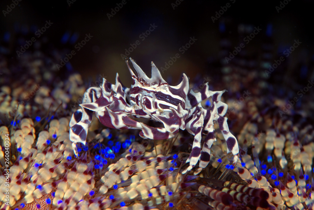 Incredible Underwater World - Zebrida adamsii - Zebra crab. Diving and ...