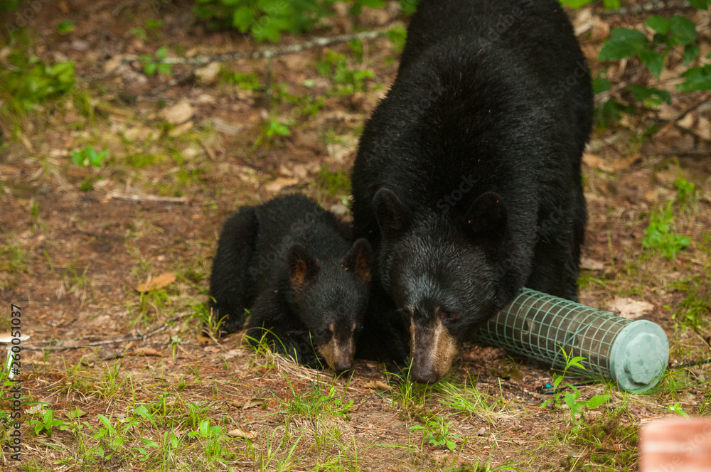 Black bear and bear cub feasting on bird seed from a fallen bird feeder ...