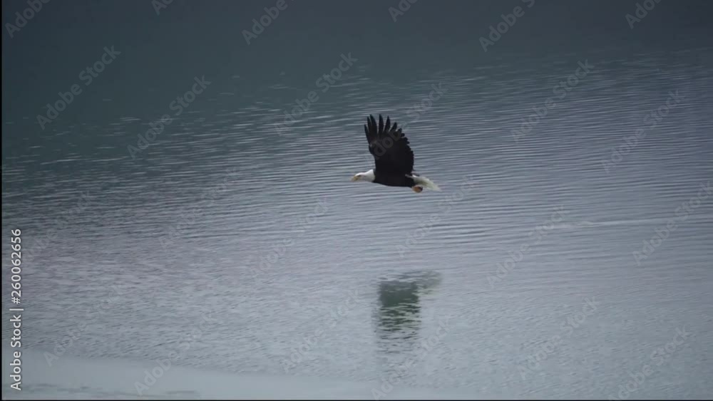 Wingtip Wing Dip - A bald eagle dips its wingtips into the water as it ...