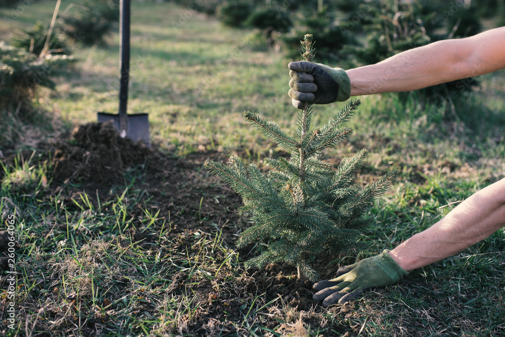 Worker plant a young tree in the garden. Small plantation for a ...