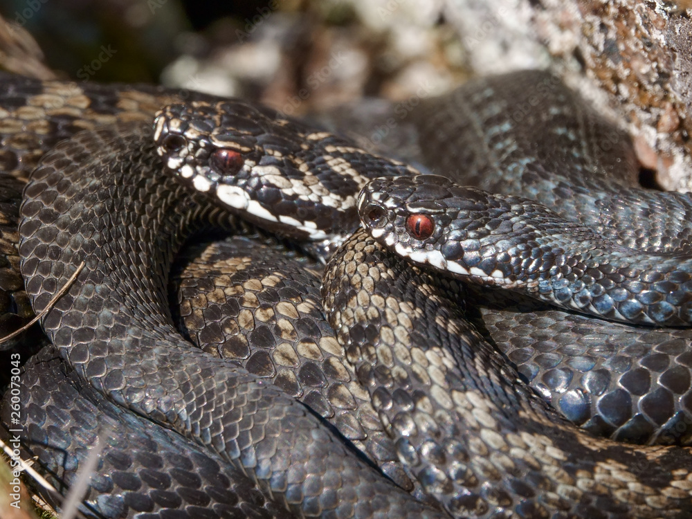 Venomous viper species Stock Photo | Adobe Stock