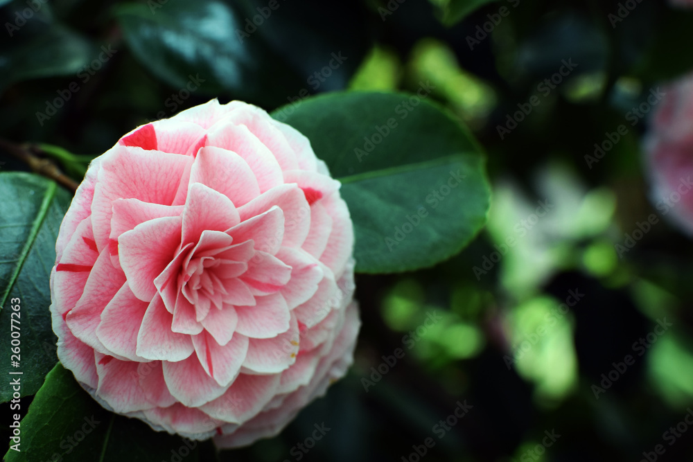 Camellia japonica, known as common or Japanese camellia, or tsubaki in ...