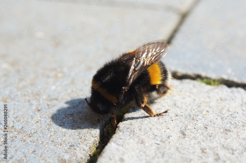 Black Bumble Bee Insect