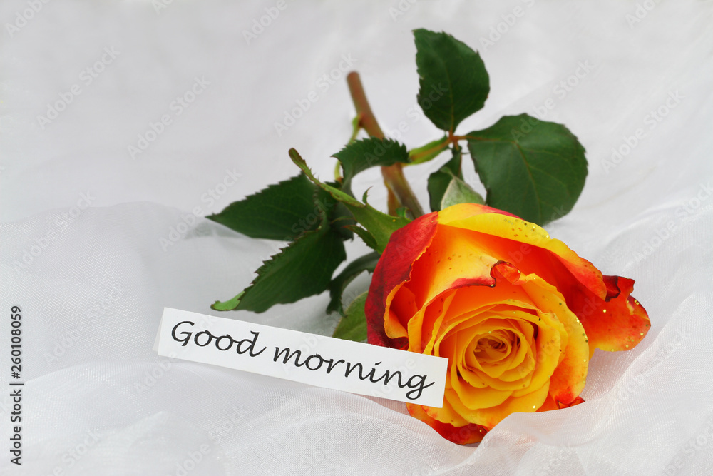 Good Morning White Roses