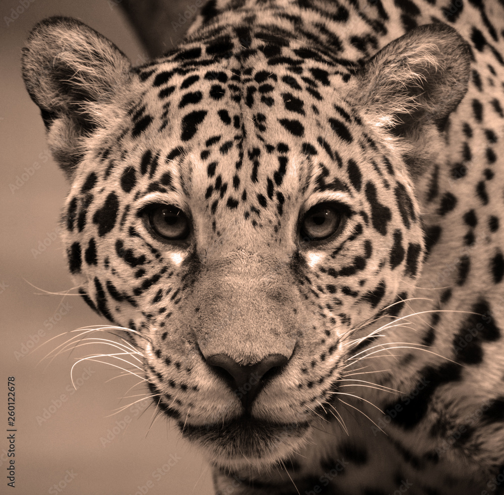 Jaguar is a cat, a feline in the Panthera genus only extant Panthera ...