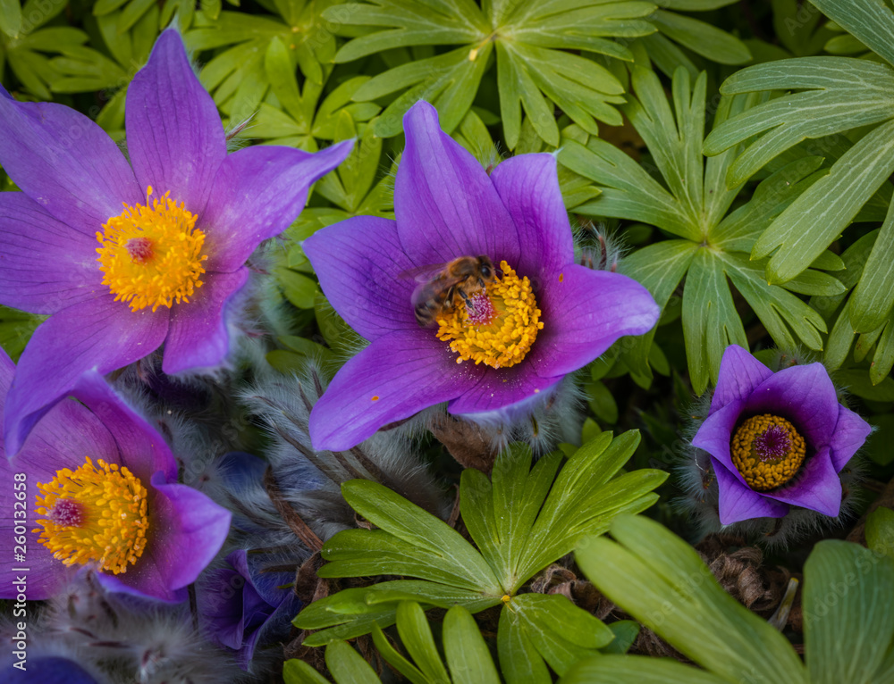 Sasanka, zwyczajna, alpejska ,Pulsatilla, vulgaris,Pulsatilla vulgaris ...