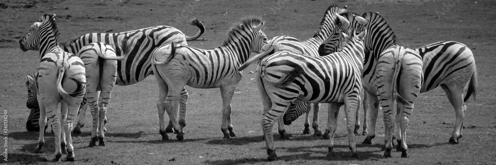 Burchell's zebra is a southern subspecies of the plains zebra. It is ...