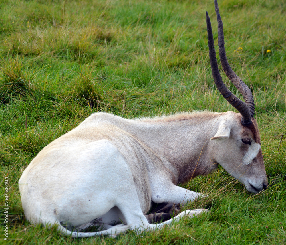 Addax (Addax nasomaculatus), also known as the white antelope and the ...