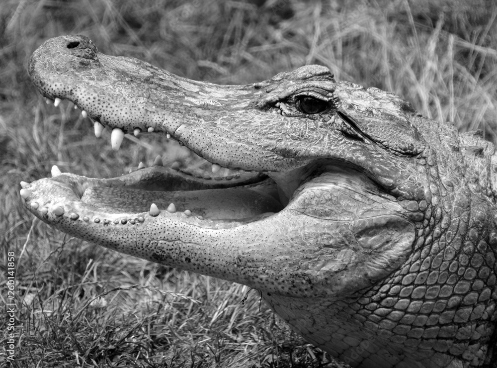 An alligator is a crocodilian in the genus Alligator of the family ...