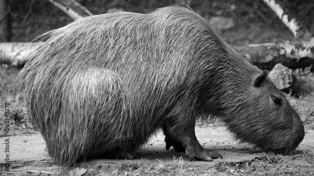 Foto de The capybara is the largest rodent in the world. Also called ...