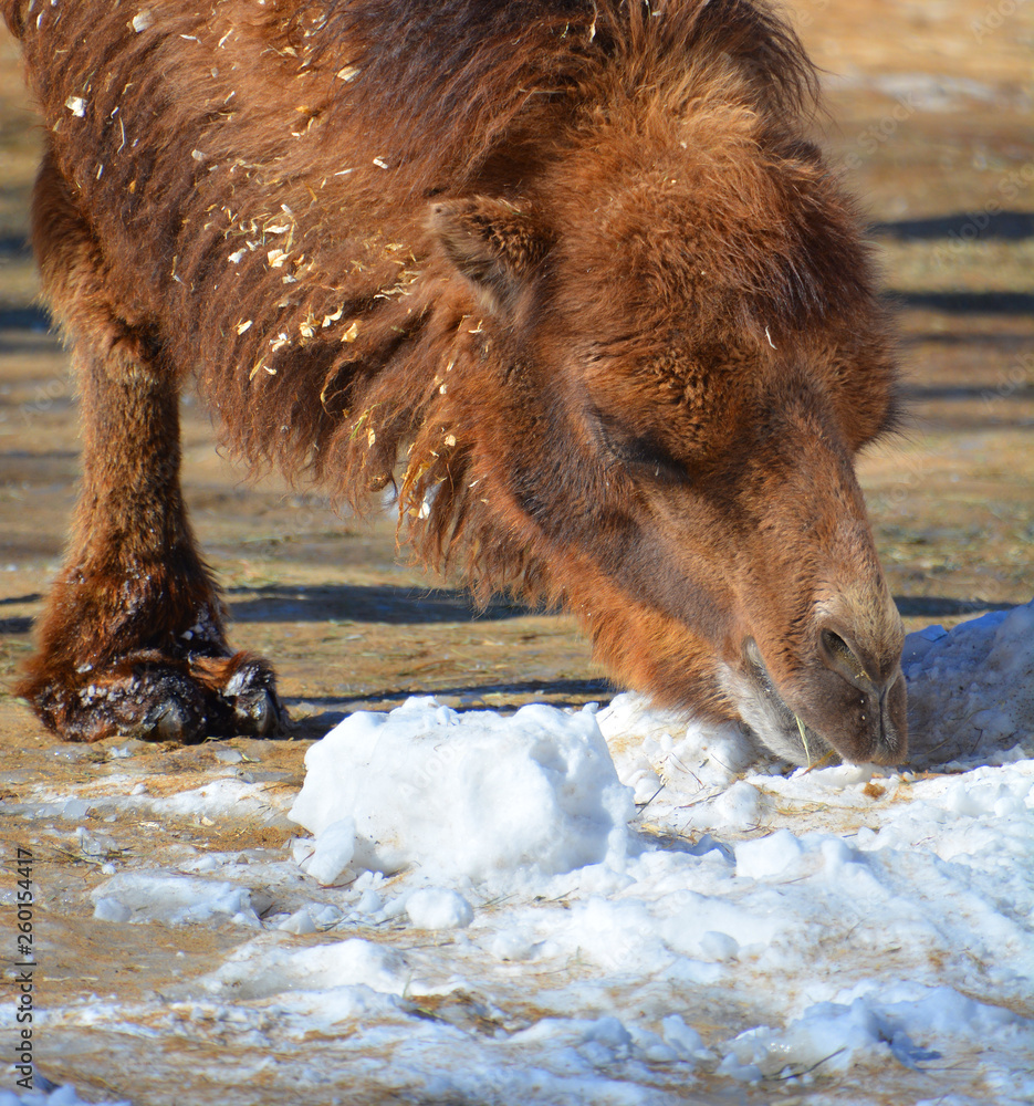 Camel is an ungulate within the genus Camelus, bearing distinctive ...