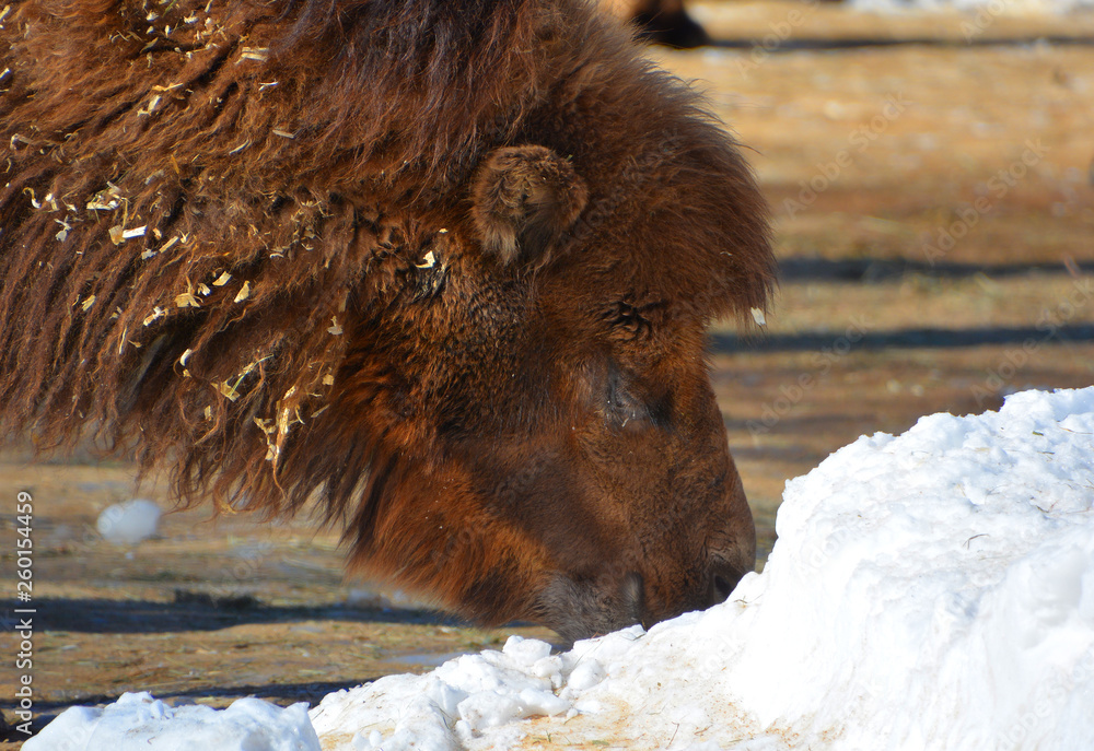 Camel is an ungulate within the genus Camelus, bearing distinctive ...