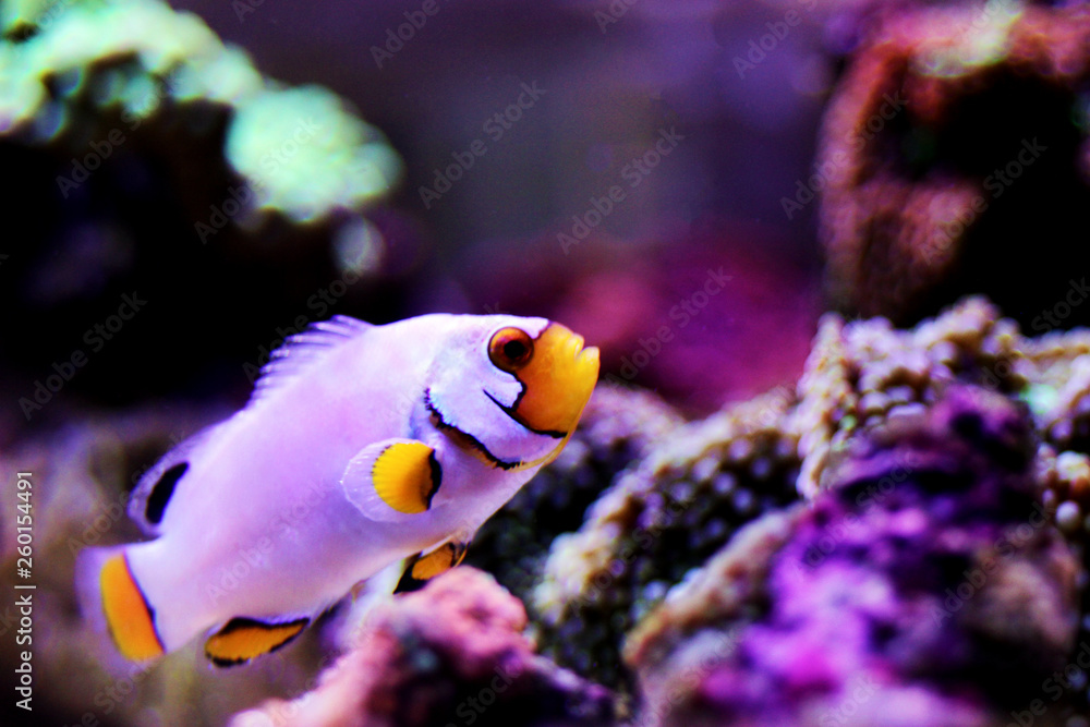Snow Onyx Clownfish