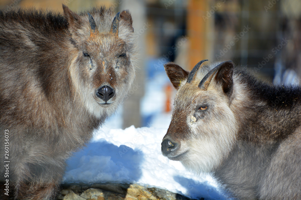Japanese serow Capricornis crispus is a Japanese goat-antelope, an even ...