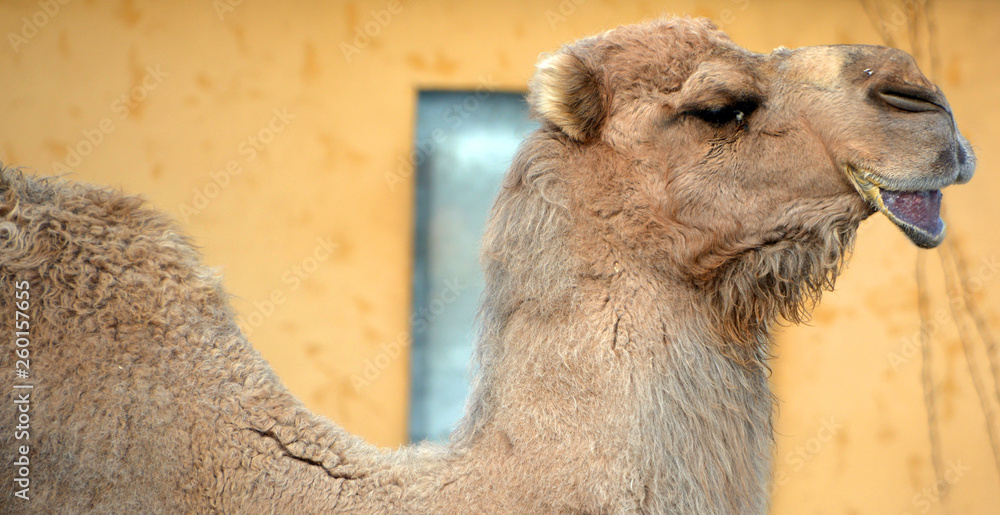 Camel is an ungulate within the genus Camelus, bearing distinctive ...