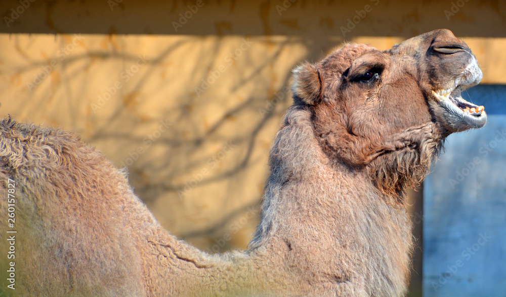 Camel is an ungulate within the genus Camelus, bearing distinctive ...
