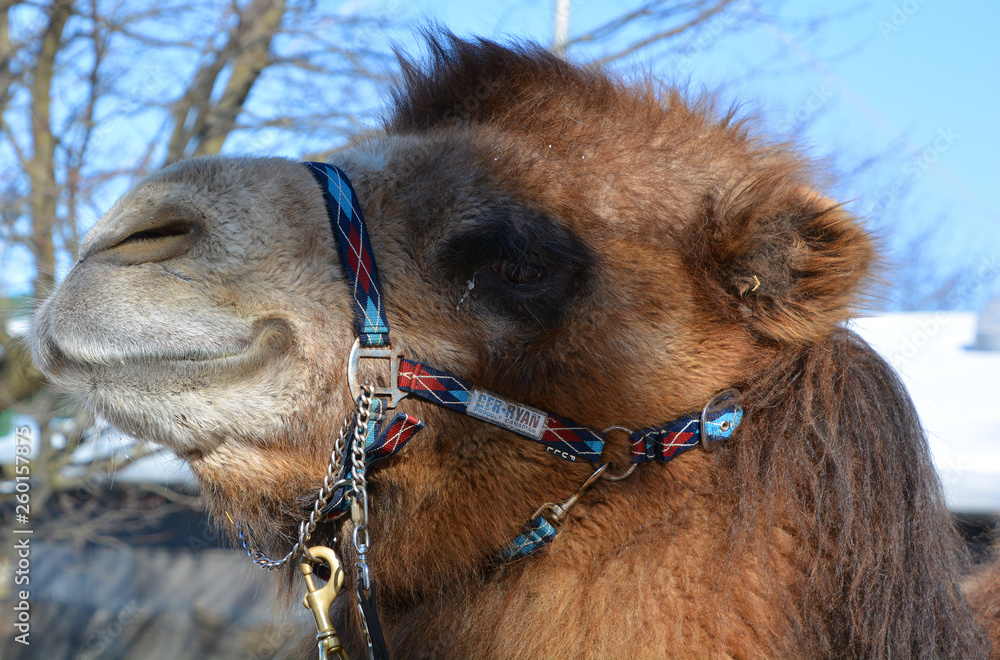 Camel is an ungulate within the genus Camelus, bearing distinctive ...