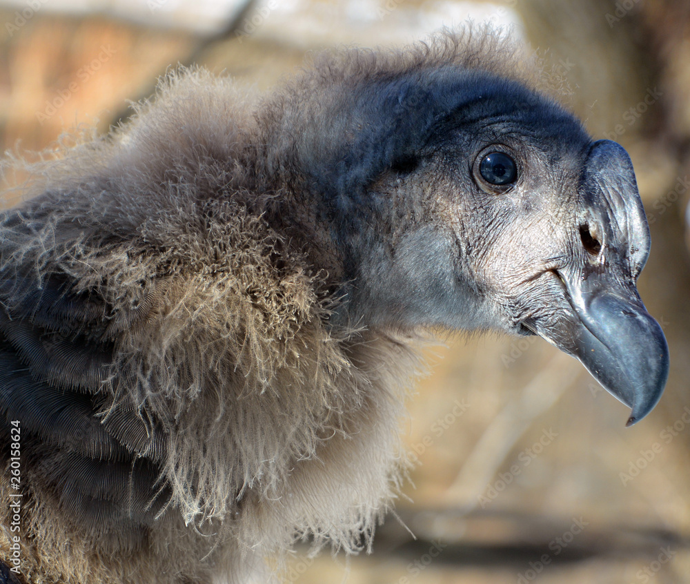Baby Andean condor Vultur gryphus is a South American bird in the New ...