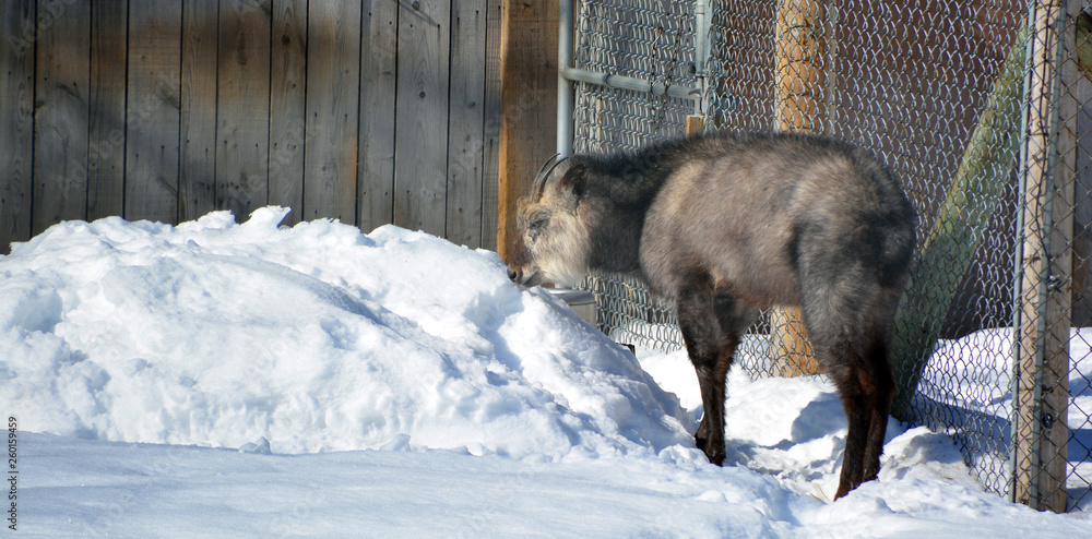 Japanese serow Capricornis crispus is a Japanese goat-antelope, an even ...