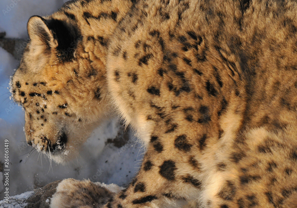 The snow leopard is a large cat native to the mountain ranges of ...