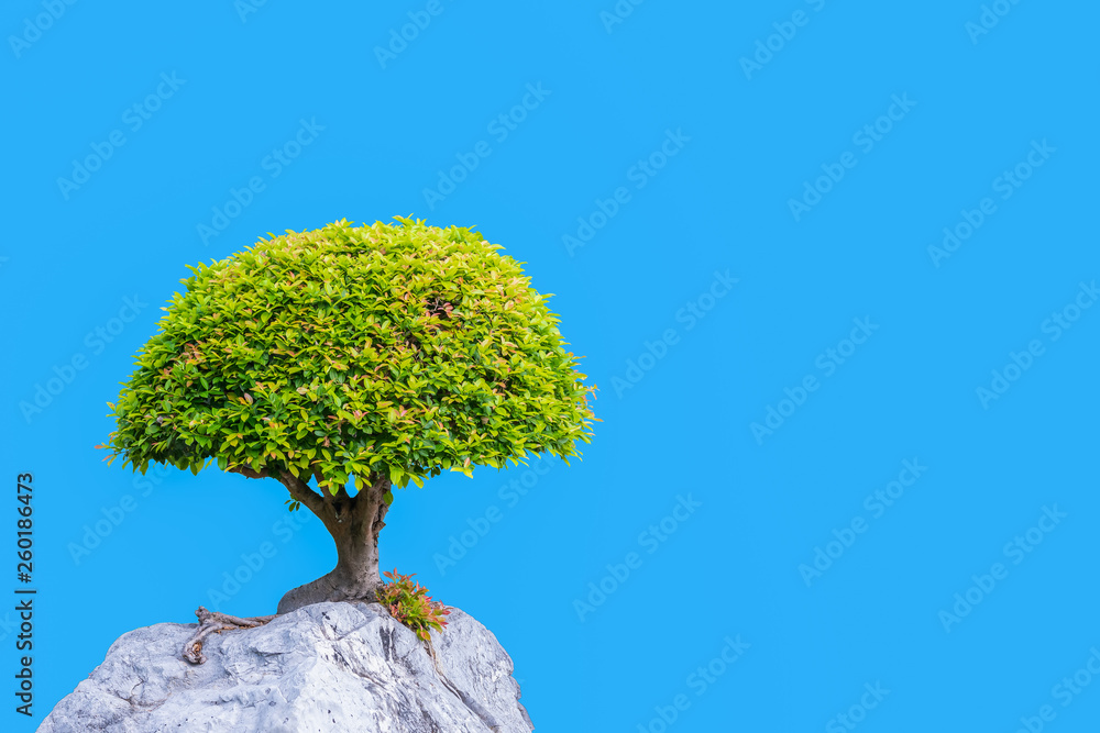 Bonsai banyan tree growing on the white rock isolated on blue ...
