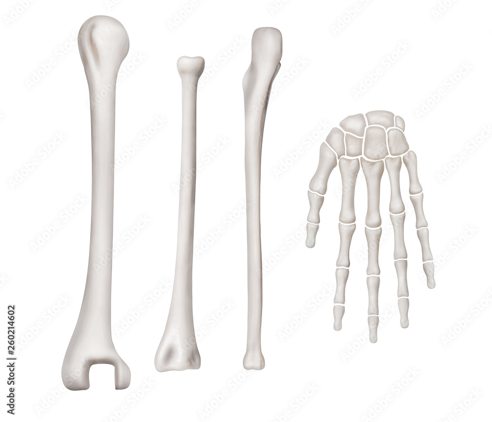 Separate Human forearm bone anterior view -3D Medical and Biomedical ...