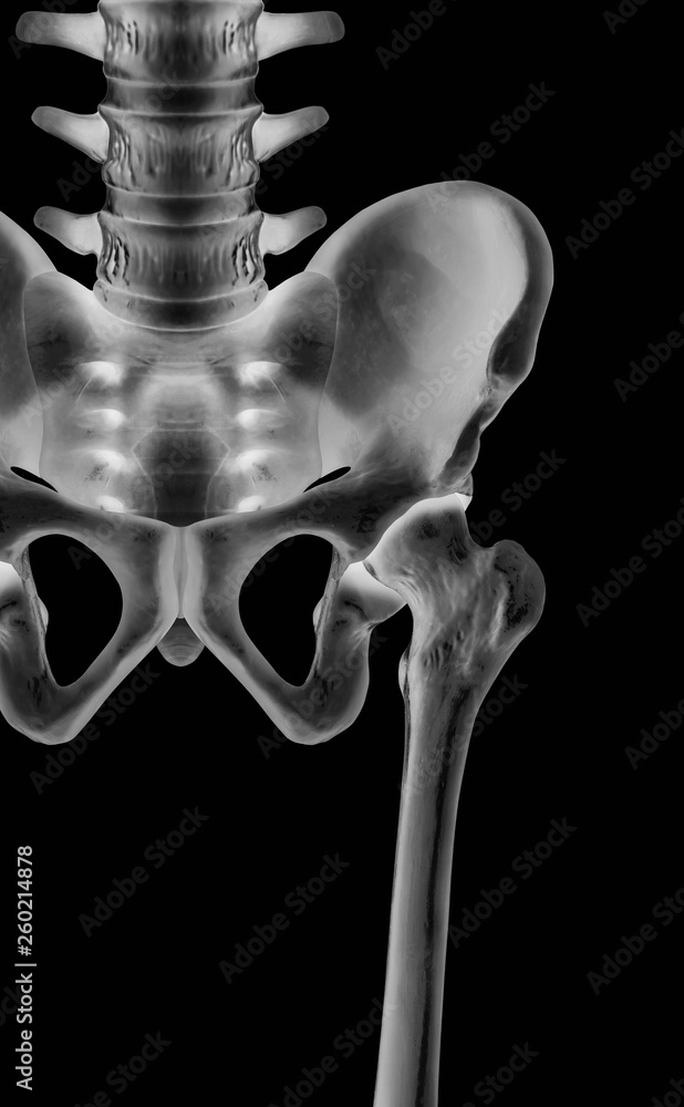 X-ray of lower half length human skeleton anterior view- 3D medical and ...