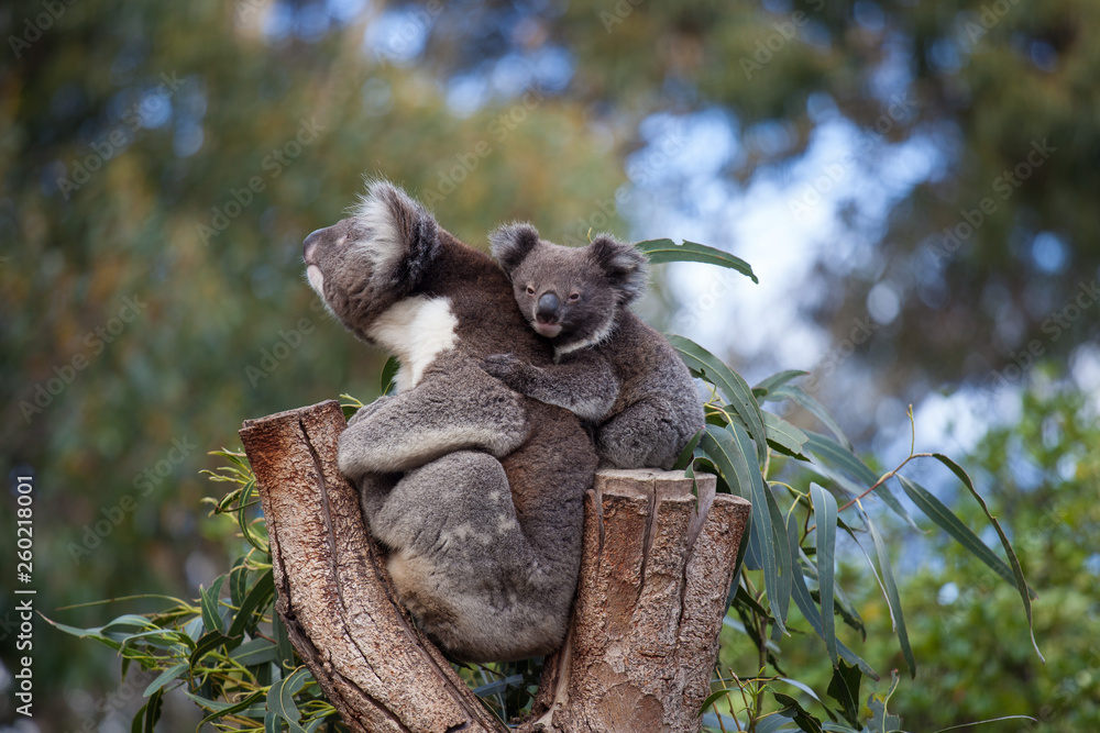 Sleeping Baby Koala Bears