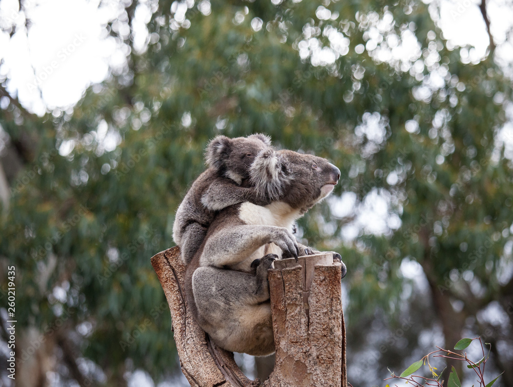 Cute Baby Koala Bear Sleeping