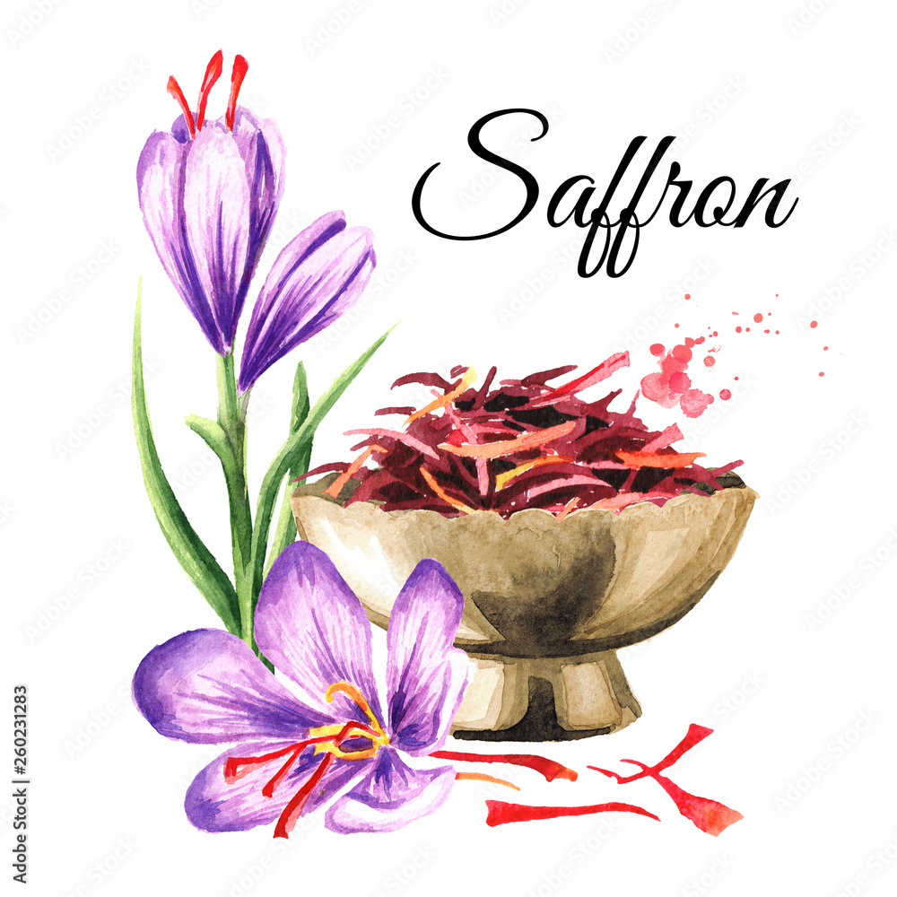 Saffron flower with threads. Watercolor hand drawn illustration ...