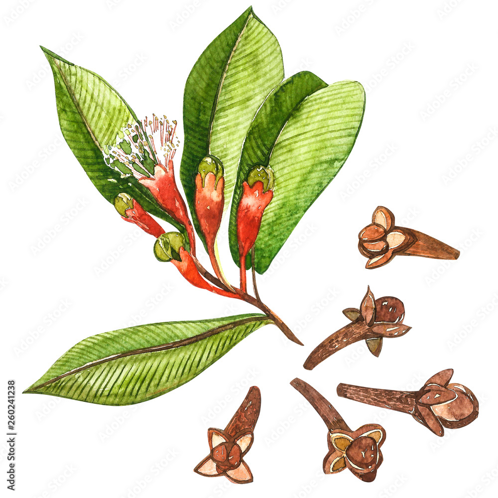 ภาพประกอบสต็อก Dried Cloves botanical illustration of flowers and ...