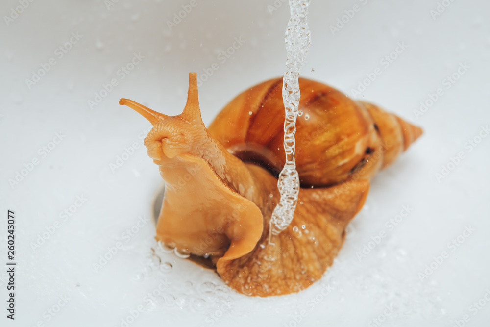 Snail takes a shower. Splashes and water drops. Stock Photo | Adobe Stock