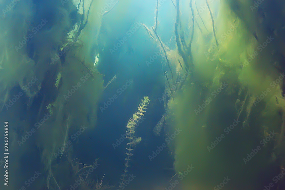 ecosystem underwater pond / landscape underwater photo diving in fresh ...